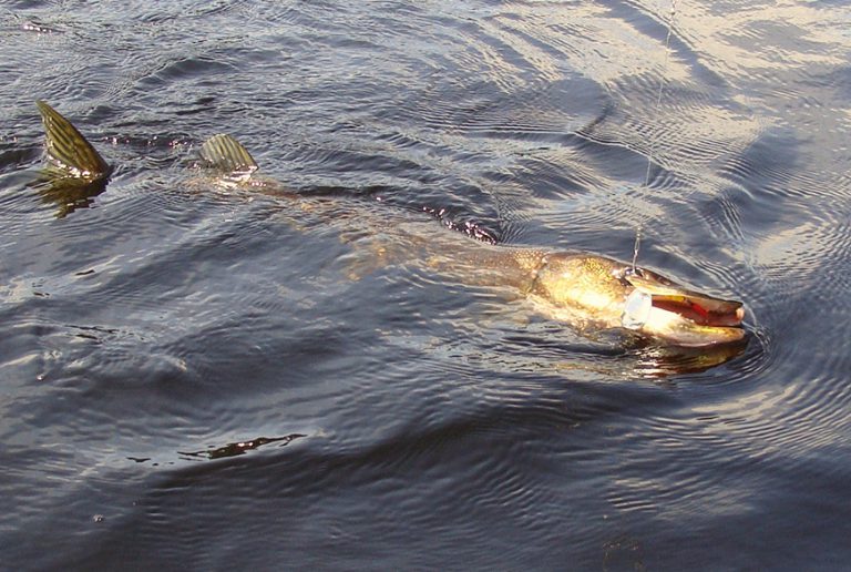 Walleye and Pike fishing on Bob lake | Caesar's North Camps